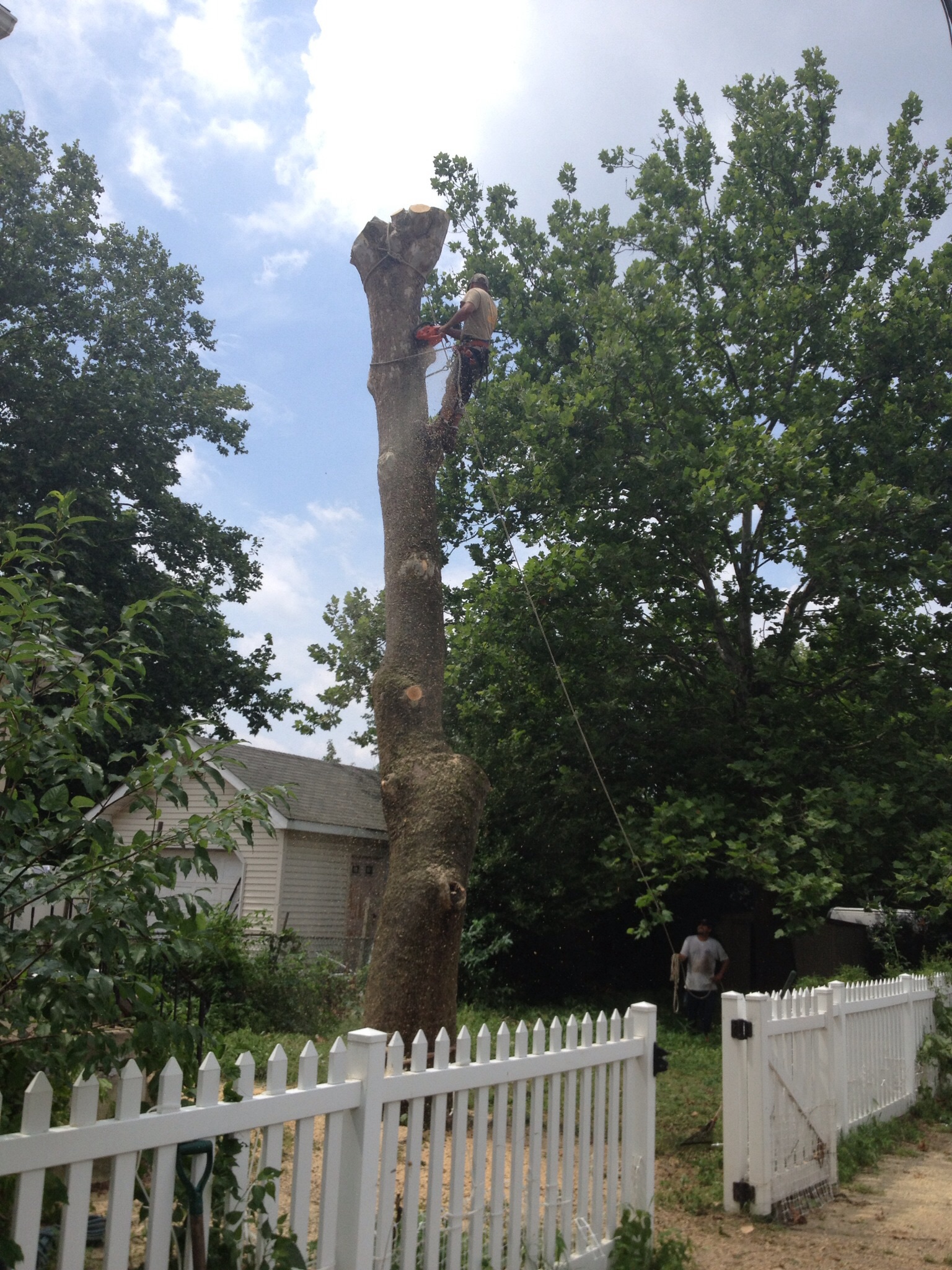 Lewis Tree Service - Vincentown, NJ 08088