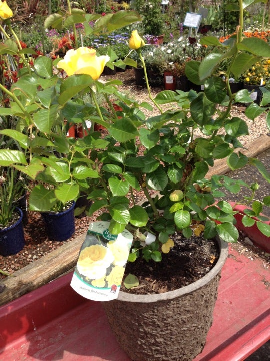 Payless Hardware & Rockery - San Jose, CA 95122