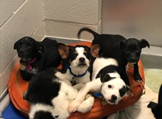 Dumb Friends League - Buddy Center - Castle Rock, CO 80109