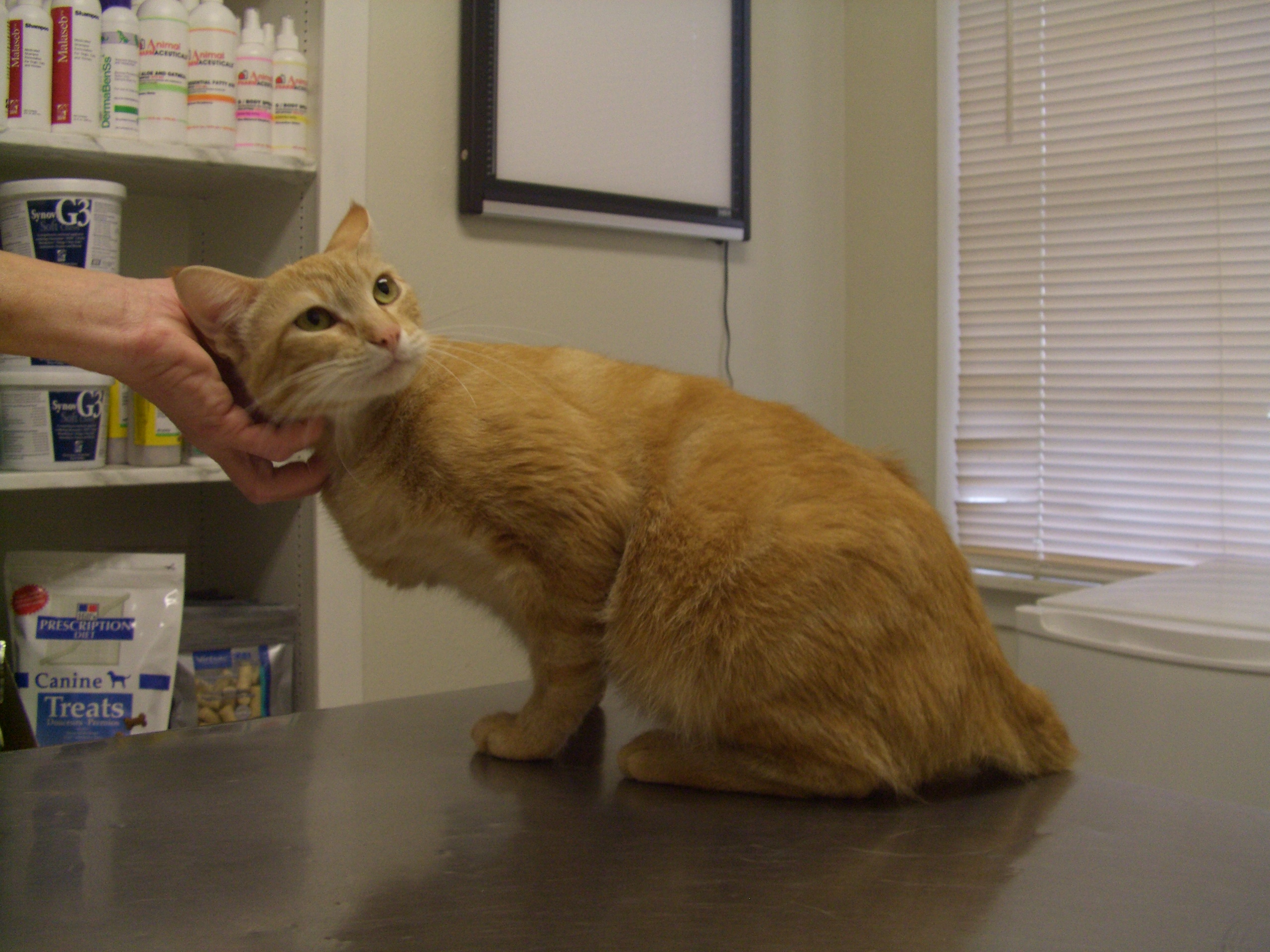 Alvin Animal Clinic - Alvin, TX 77511