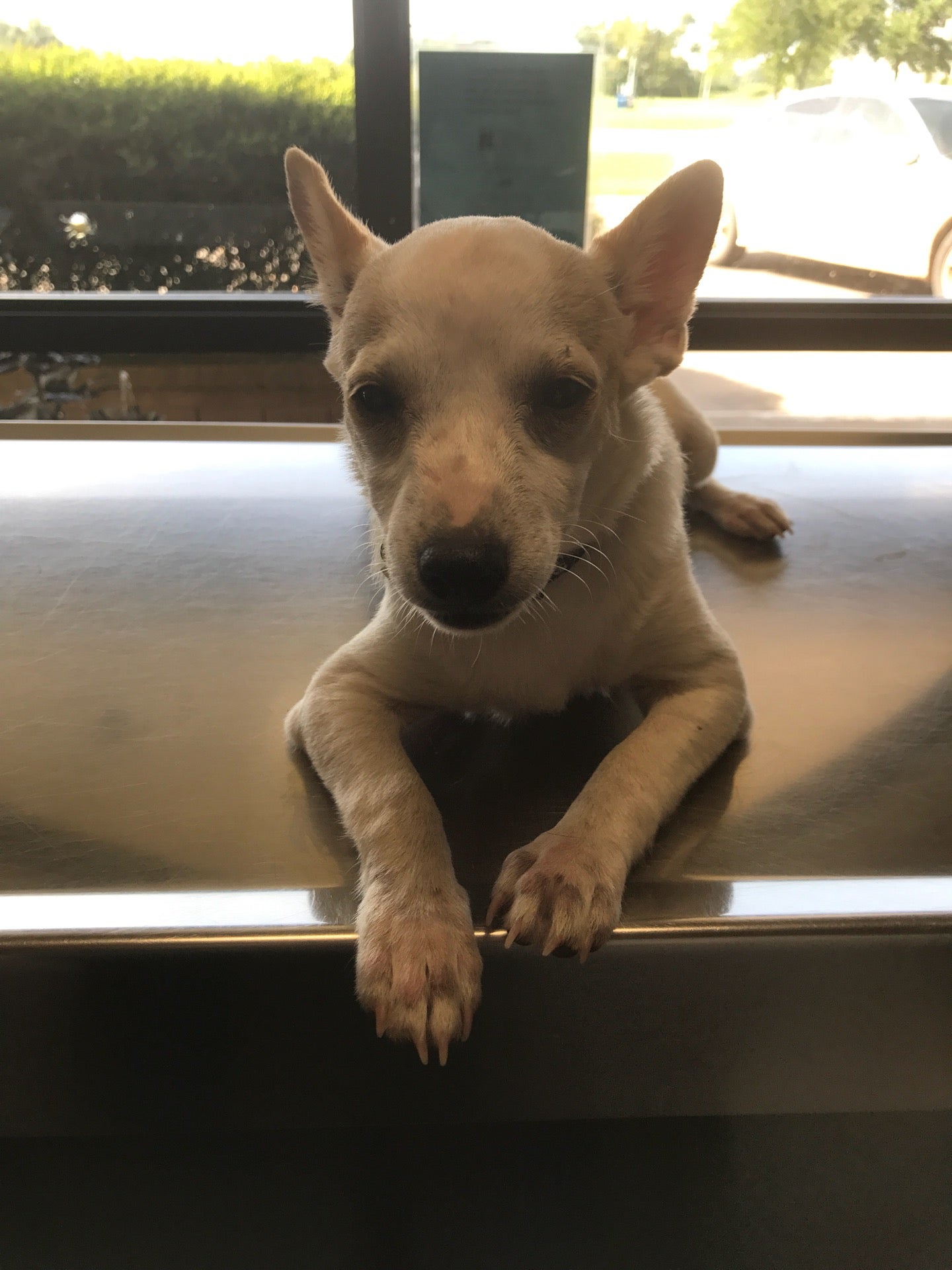 Alamont Veterinary Clinic - Wharton, TX 77488