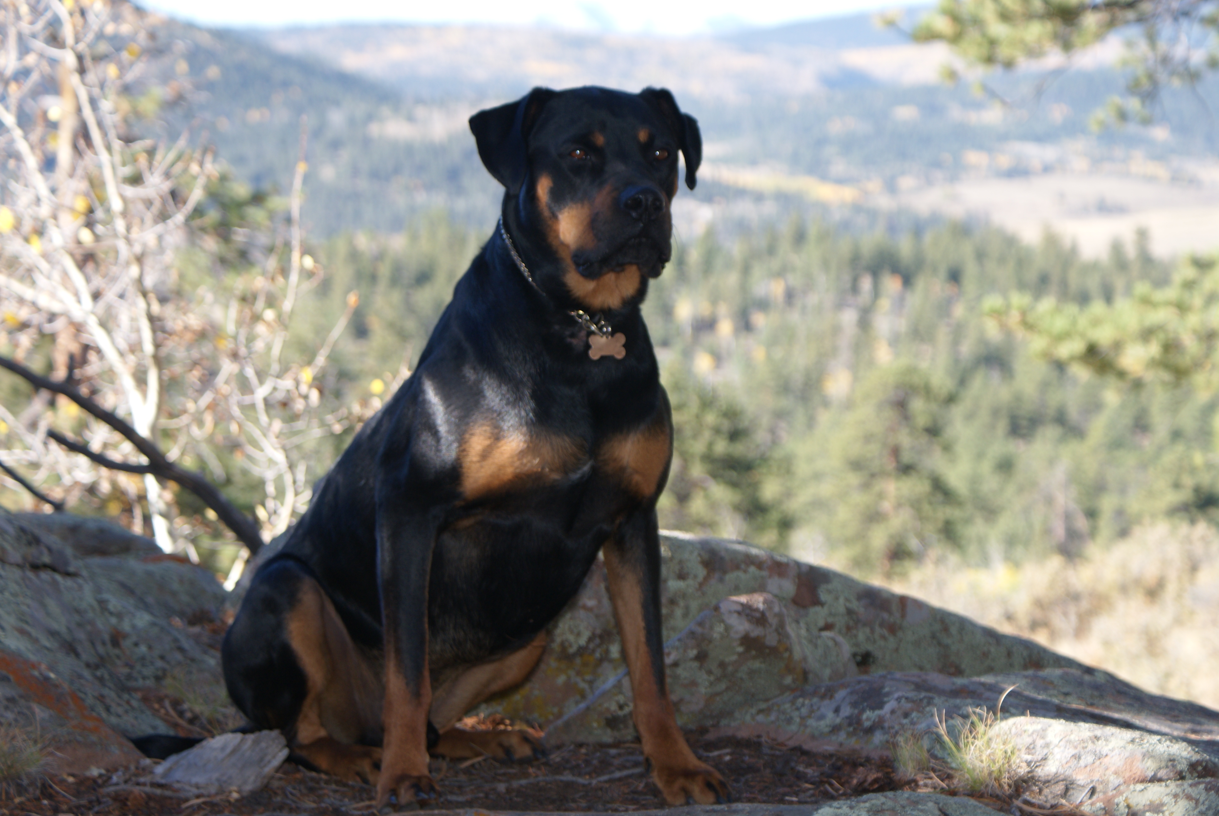 Top Dog Security